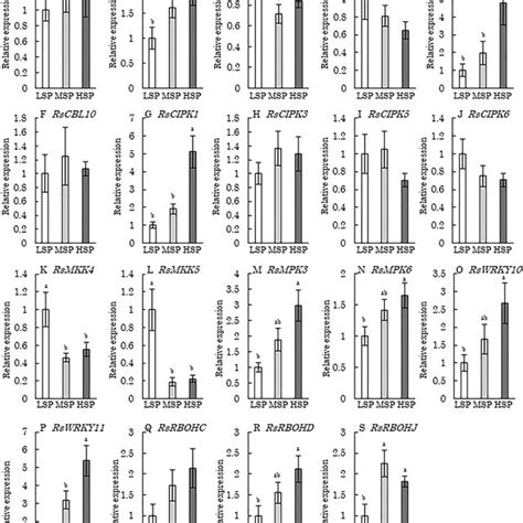 Differences In Gene Expression Related To Nadph Dependent Ros Burst In