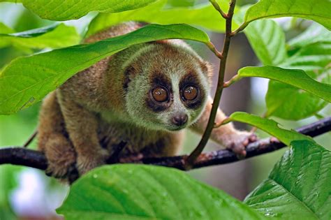 Today I Learned Of The Slow Loris The Only Poisonous Primate In