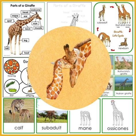 Lion Life Cycle And Parts Of A Lion Activities Montessori Nature