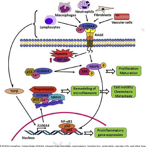 Figure 1 From Role Of S100 Proteins In Health And Disease Semantic
