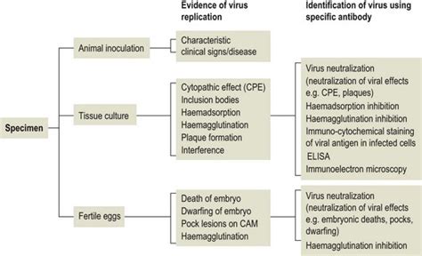 The Isolation Of Viruses And The Detection Of Virus And Viral Antigens Veterian Key