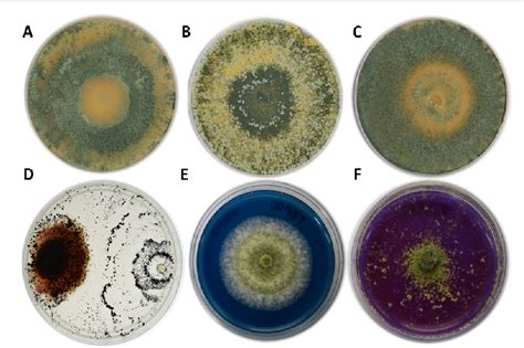 Figure 1 From Isolation Of Trichoderma Spp From Desert Soil