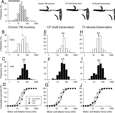 Effects Of Chronic Motoneuron Axotomy Bd Nerve Graft Denervation