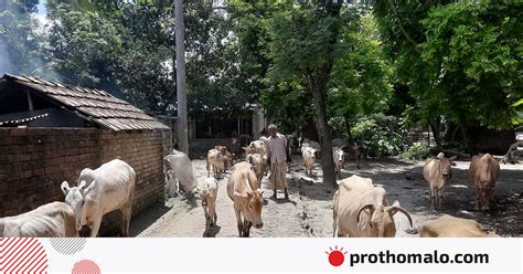 গরু ও দুধ বিক্রি করে সংসারে সচ্ছলতা এসেছে বিমল প্রামাণিকের প্রথম আলো
