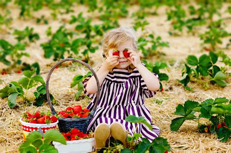 화창한 날 여름에 유기농 베리 농장에서 건강한 딸기를 따기와 먹는 행복한 어린 유아 소녀 도움과 함께 재미를 아이 딸기 농장 필드에 아이 잘 익은 붉은 열매 건강한 생활