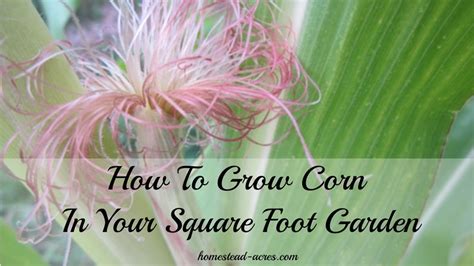 How To Grow Corn In A Square Foot Garden Homestead Acres