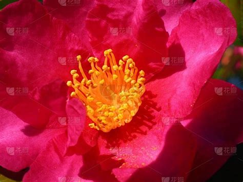 山茶花日语叫椿