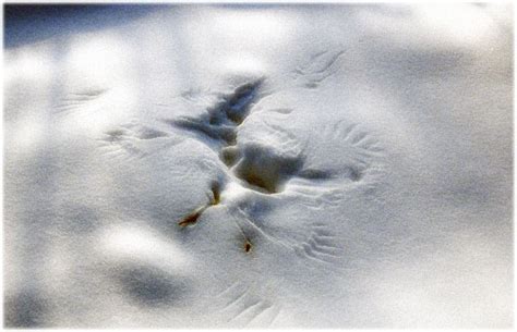 Твір сліди на снігу