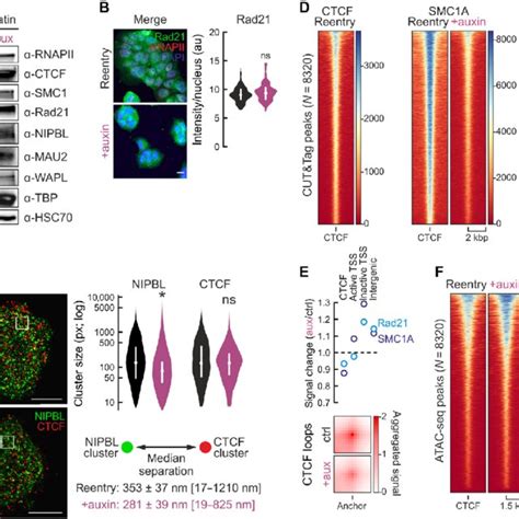 Rnapii Degradation Affects Ctcf Nipbl Distribution And Cohesin Loading Download Scientific