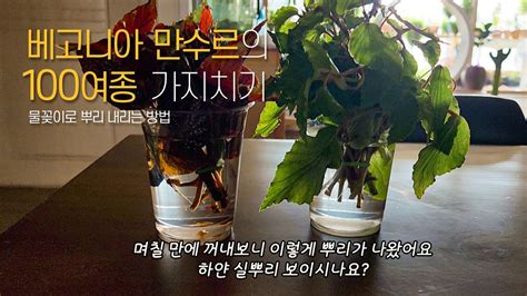 베고니아 만수르의 100여종 가지치기 물꽂이로 뿌리 내리는 방법 멋님네 베란다 정원 Youtube