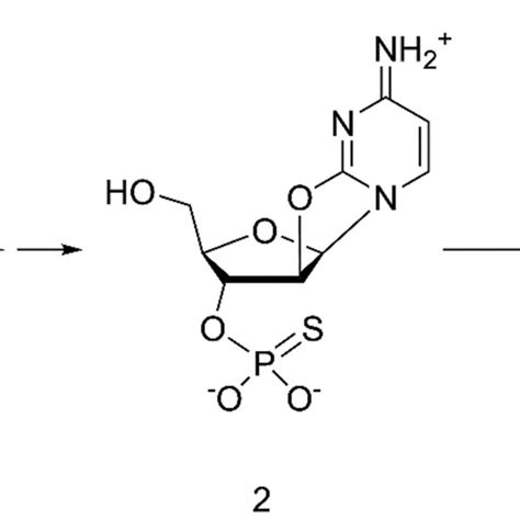 A Possible Route To 3′ S 5′ Cyclic Cmp Download Scientific Diagram