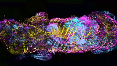 With A New Body Mapping Technique Mouse Innards Glow With Exquisite Detail