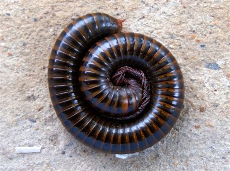 Millipedes Green Akers Pest Control Llc