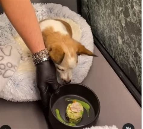 Видео Отвoрен првиот луксузен ресторан за кучиња во Италија Реален Медиум за Реални Луѓе