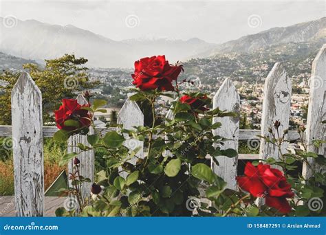 Blommor Med Vita Staket Och Synlig Botten Av Silhuetterna Fotografering
