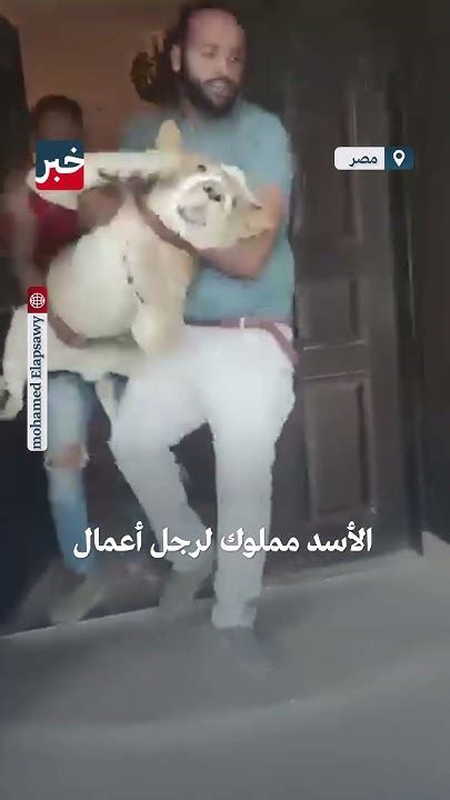 ملك الغابة يغادر الحي الراقي لحظة القبض على أسد فيلا المعادي Youtube