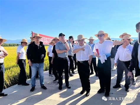 又见稻香飘——洱海流域绿色生态水稻种植模式现场观摩会在大理古生村举行 新农村发展研究院