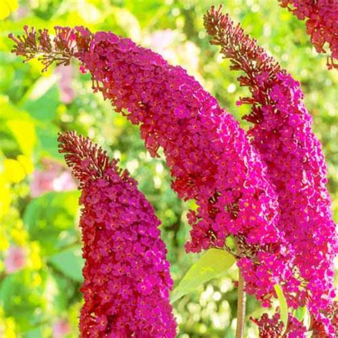 Буддлея Royal Red (Роял Ред)🌸 - купить саженцы в горшках в Украине ...