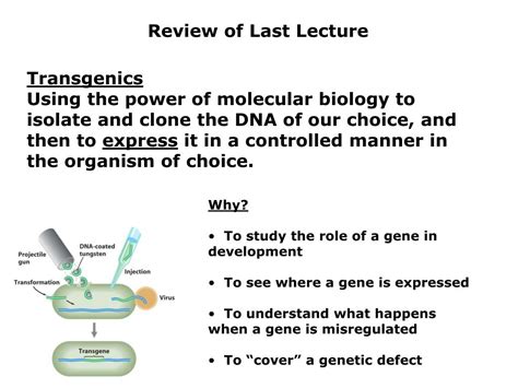 PPT Reverse Genetics PowerPoint Presentation Free Download ID