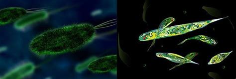 Difference Between Monera And Protista With Comparison Chart Bio Differences