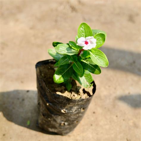 Free Next Day Delivery Periwinkle Vinca Sadabahar Any Colour In