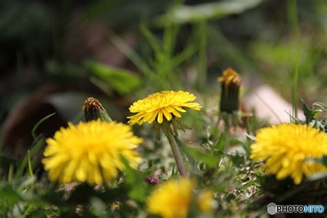 タンポポ 1 By Kazu7756 （id：7647703） 写真共有サイトphotohito