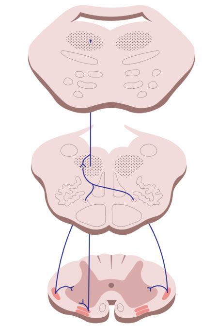 Reticulospinal Tract Physiopedia