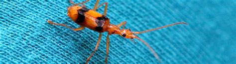 Assassin Bug Bugs In Our Backyard