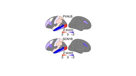 Sfari Gene Expression Patterns That Underlie Functional Brain