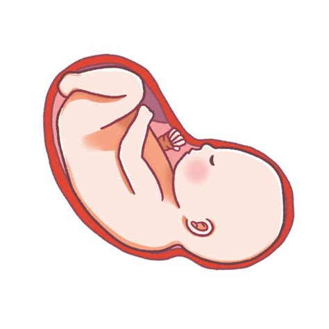 90 Pregnant Women Giving Birth Drawings Stock Illustrations Royalty