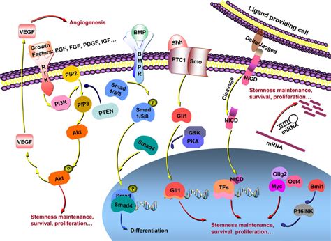 Complex Signaling Pathways And Cellular Factors Regulate Glioma Cscs