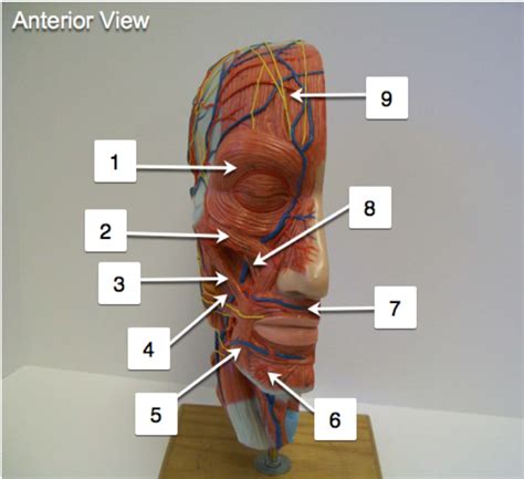 Anterior View Half Head Diagram Diagram Quizlet