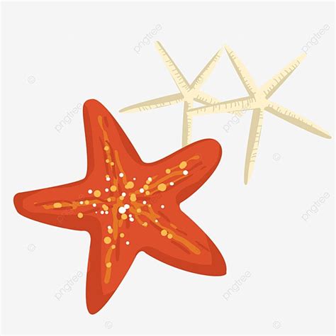 Marine Life Hd Transparent Marine Life Starfish Ocean Biological