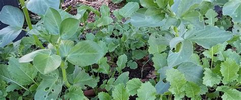 Increasing Soil Fertility Sustainable Gardening Australia