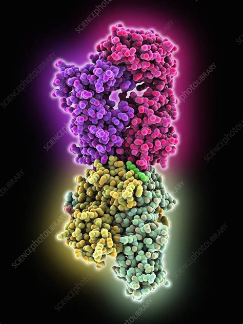 t cell receptor antigen complex stock image c025 1594 science