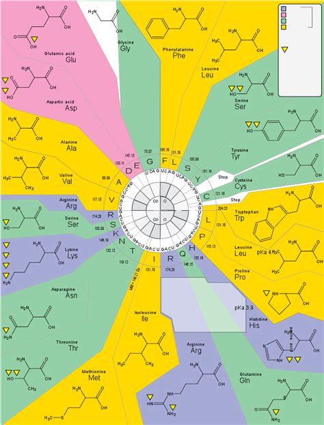 76d The Incorporation Of Nonstandard Amino Acids Biology Libretexts