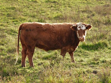 5 Best Beef Cows For Beginners By 2023