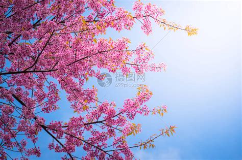 樱花盛开在泰国清迈自然背景高清图片下载 正版图片503442505 摄图网