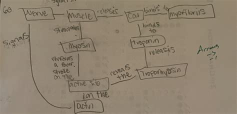 Test 3 Flashcards Quizlet
