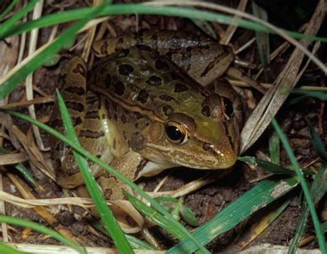 Southern Leopard Frog Facts And Pictures