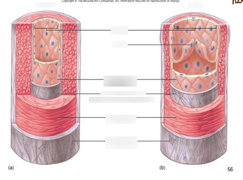 Vein Vs Artery Diagram Quizlet