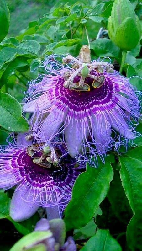 The Religious Symbolism Of The Passion Flower Artofit