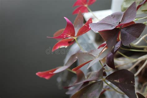 One Of The Unique Plants Is Called Oxalis Triangularis Which Has A Triangular Leaf Shape And Is