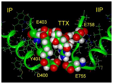 Marine Drugs Free Full Text The Tetrodotoxin Binding Site Is Within
