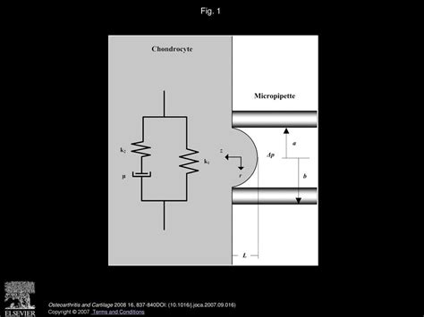 Characterization Of Viscoelastic Properties Of Normal And