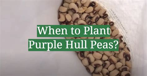 When To Plant Purple Hull Peas GardenProfy