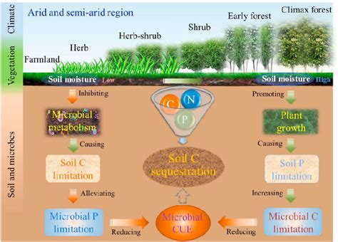 Conceptual Diagram For The Influence Of Soil Moisture Change On