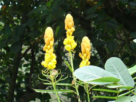 Candle Bush দাদ মর্দন Nssb