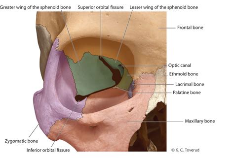 Orbital Bone Anatomy
