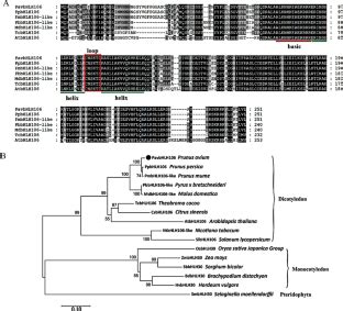 甜樱桃PavbHLH106调控冷胁迫的功能分析 Plant Cell Reports X MOL